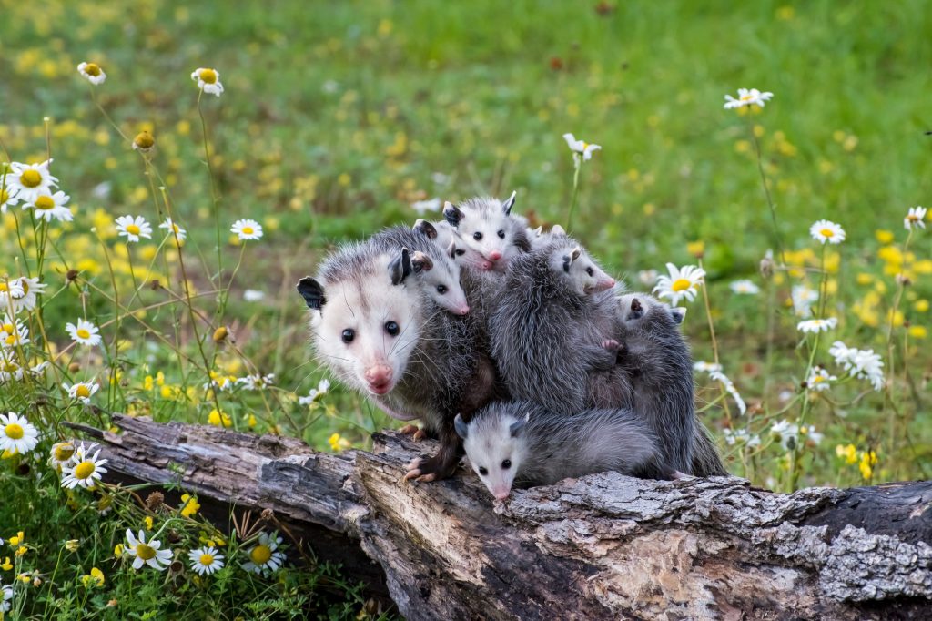 27 interessante Fakten über Opossums ᐈ MillionenFakten