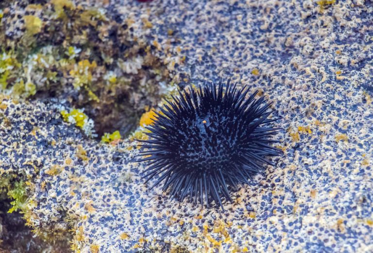 39 interessante Fakten über Seeigel ᐈ MillionenFakten