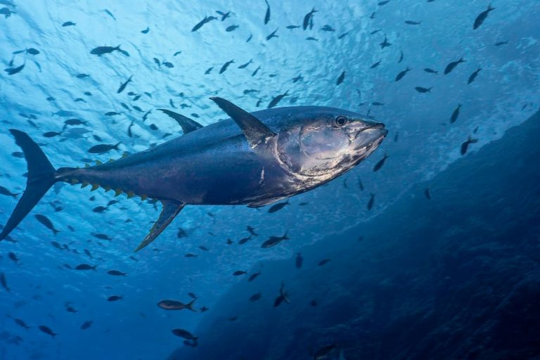 24 interessante Fakten über Thunfische ᐈ MillionenFakten